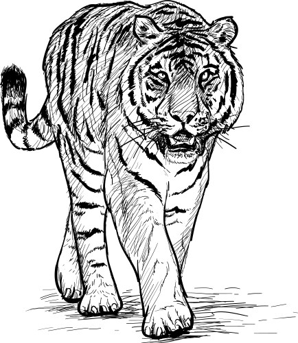 Tiger jumping hand draw Royalty Free Vector Image