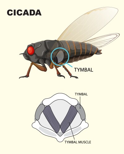 Insect Anatomy Diagram Vector Images (over 110)