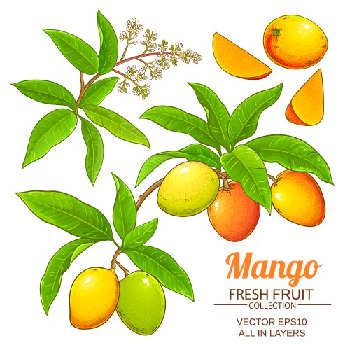 Mango plant isolated on white background Vector Image