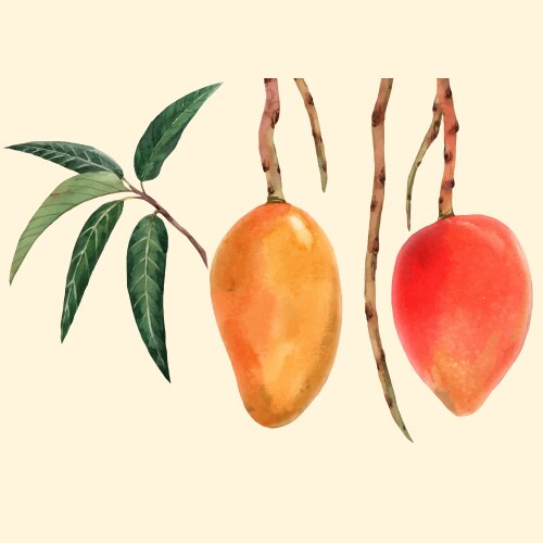 Mango Vector Images (over 20,000)