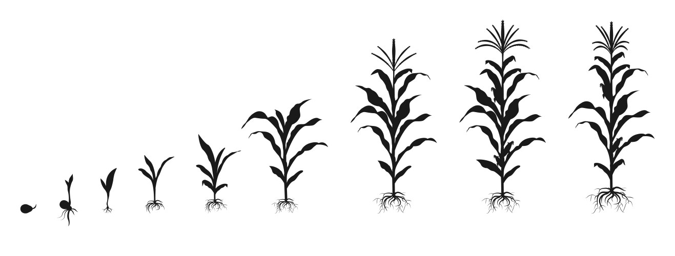 Corn Black and White Vector Images (over 36,000)