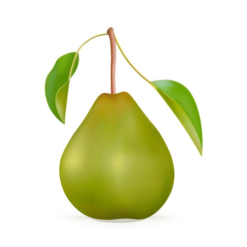 Realistic fresh pear with leaf green fruit Vector Image