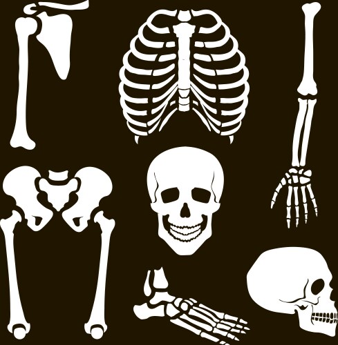 Human Skeleton Vector Images (over 66,000)
