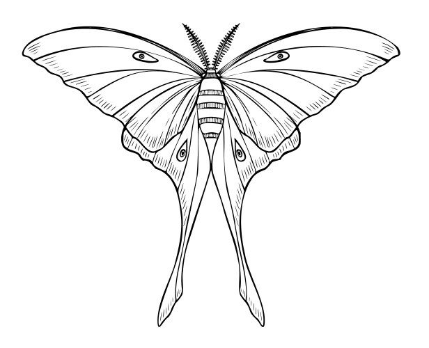 Green luna moth spreading its wings on white Vector Image