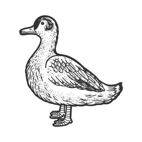 Duck Sketch Vector Images (over 3,200)