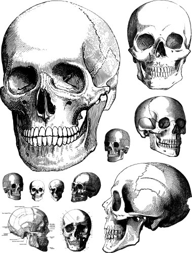 Free Skull Vector Images (over 8,800)