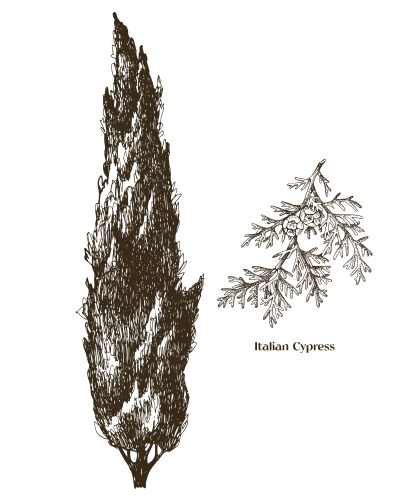 High detail vintage cypress tree drawn Royalty Free Vector