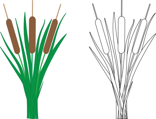 Plant Coloring Page Vector Images (over 15,000)