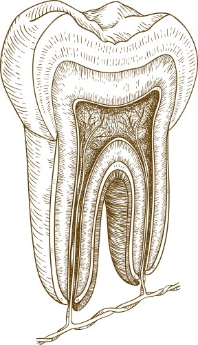 Tooth Vector Images (over 140,000)