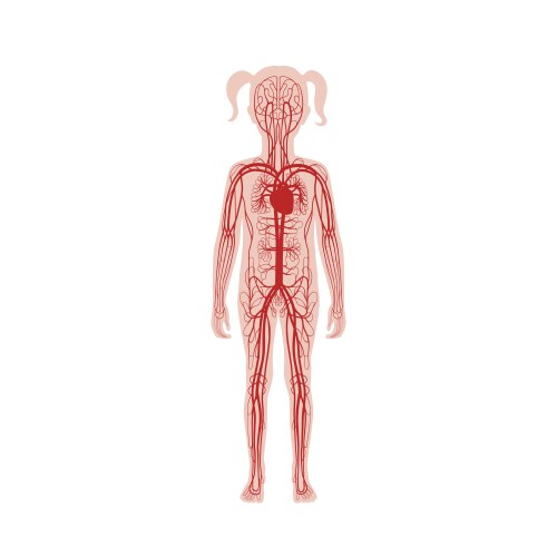 Human Circulatory System Diagram Royalty Free Vector Image