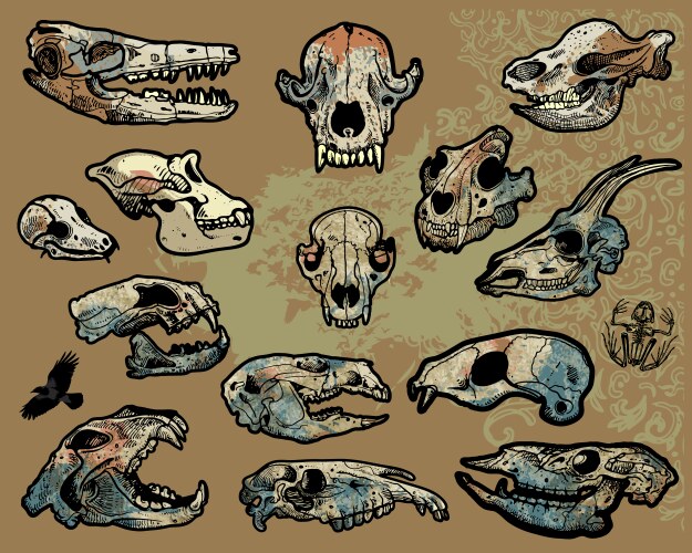 Animal skulls Royalty Free Vector Image - VectorStock