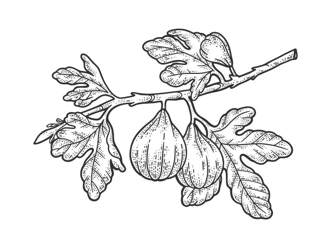 Common fig fruit isolated monochrome sketch Vector Image