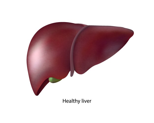 Organic green healthy liver realistic organ Vector Image