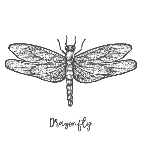 Dragonfly Vector Images (over 18,000)