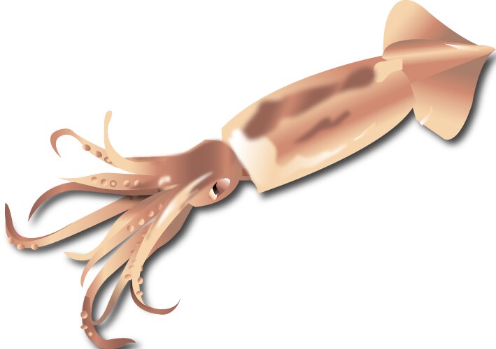 Realistic Squid Drawing Squid Cartoon Vector Art PNG Images | Free