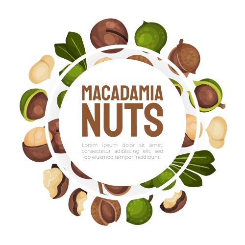 Macadamia Vector Images (over 3,600)