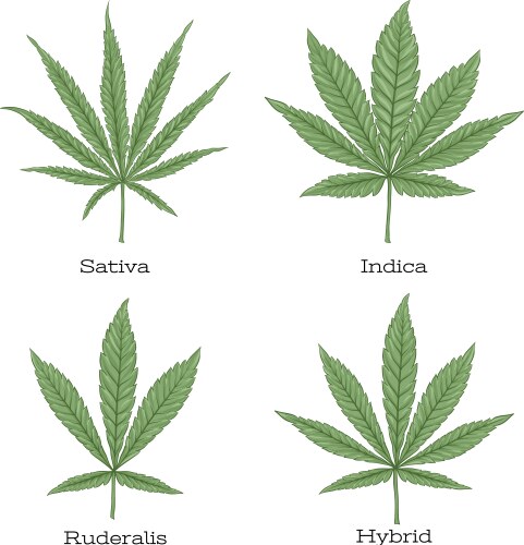 Grade 4 Vector Images (over 350)