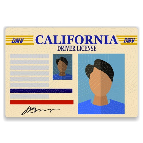 Different car driver licenses with photo on white Vector Image