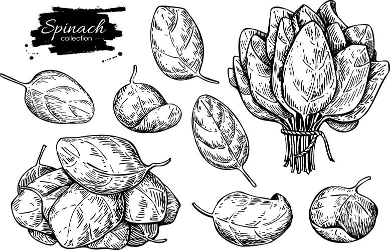 Spinach Vector Images (over 10,000)