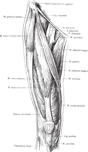 Anterior View of Superficial Leg Muscles Vector Image