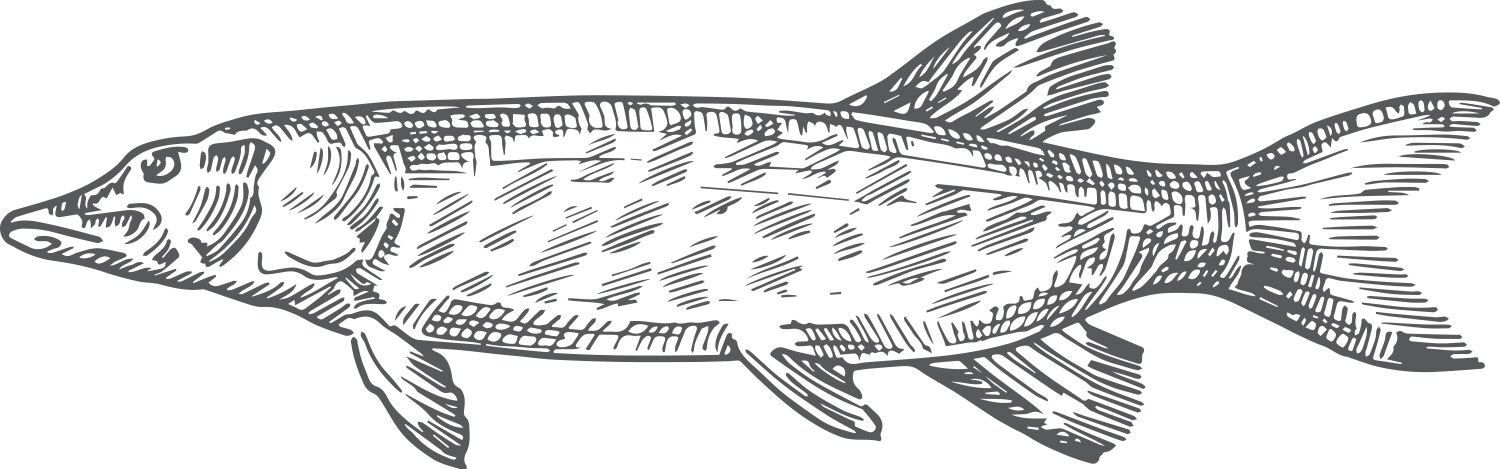 Pike Vector Images (over 7,300)