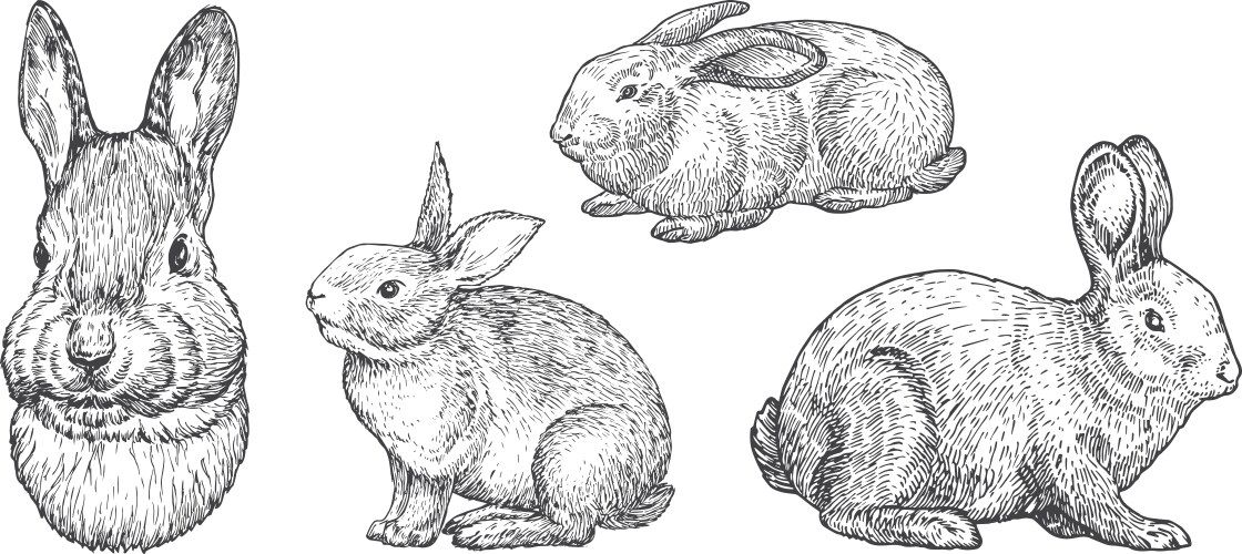 Rabbit Outline Vector Images (over 23,000)