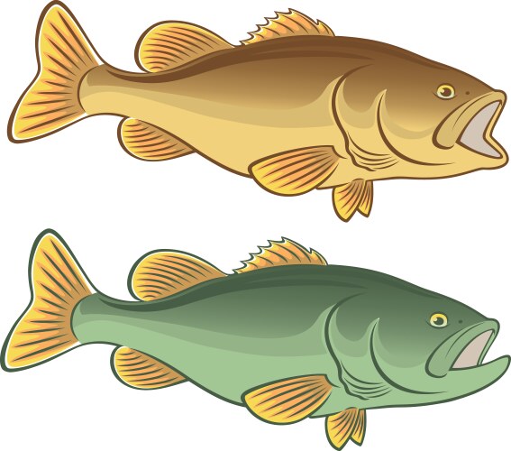 Sea bass fish Royalty Free Vector Image - VectorStock