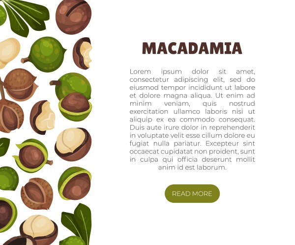 Macadamia nut product label with kernel and shell Vector Image