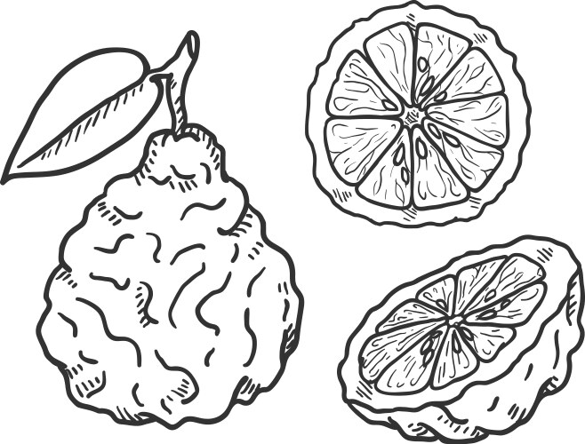 Bergamot Fruit Line Sketch Royalty Free Vector Image