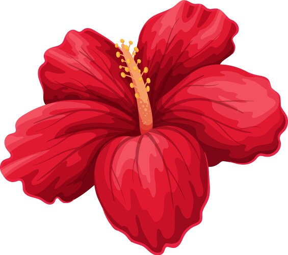 Red Hibiscus Blossom Royalty Free Vector Image