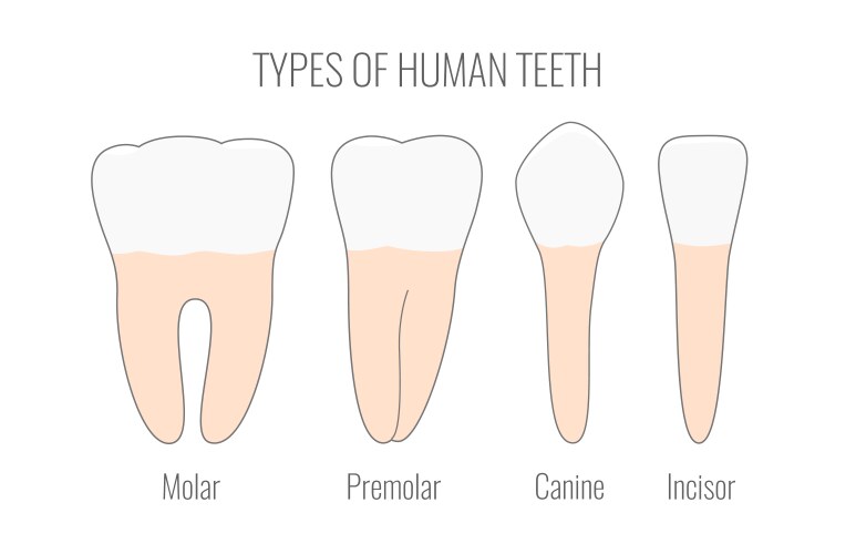 Human Teeth Vector Images (over 32,000)