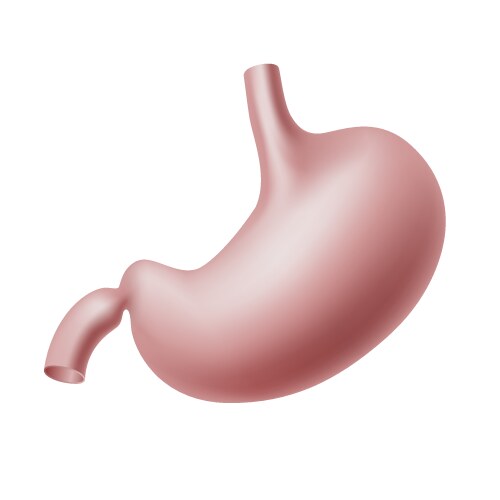 Stomach Diagram Vector Images (over 2,900)