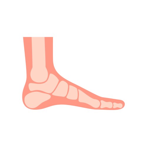 Foot Arches Vector Images (over 620)