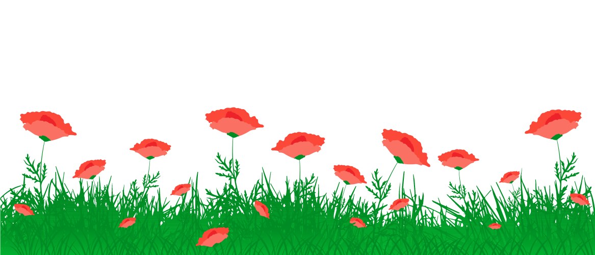 Poppy cornflower chamomile seamless border Vector Image