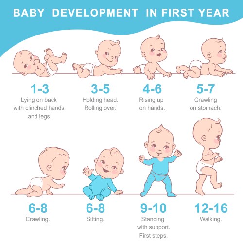 Baby development stages milestones first one year Vector Image