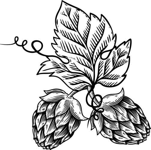 Hop Flower Vector Images (over 2,000)