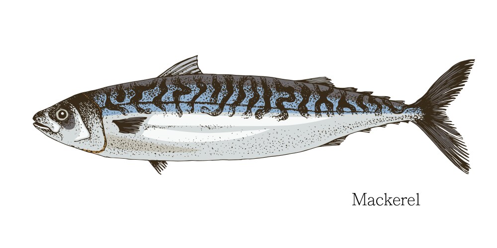 Atlantic mackerel Royalty Free Vector Image - VectorStock