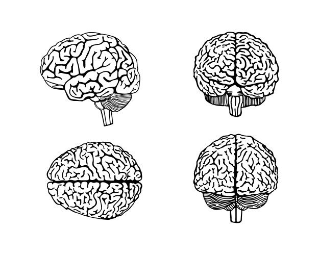 Brain outline Royalty Free Vector Image - VectorStock