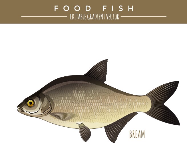 Gilt-head bream fish Royalty Free Vector Image