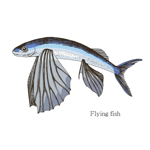 Graphic flying fish collection Royalty Free Vector Image