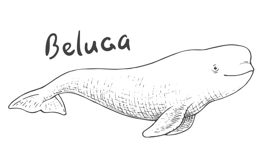 Beluga Whale Vector Images (over 840)