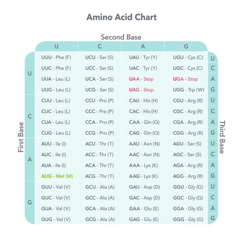 Aa codon chart Royalty Free Vector Image - VectorStock
