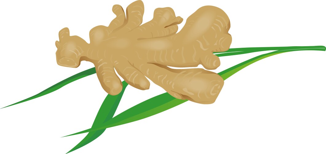 Ginger Leaf Vector Images (over 4,200)