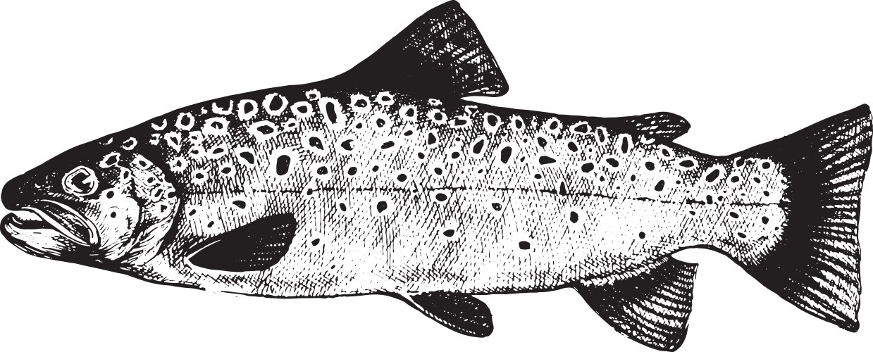 Trout Vector Images (over 13,000)