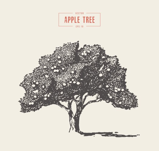 Apple Tree Outline Drawing