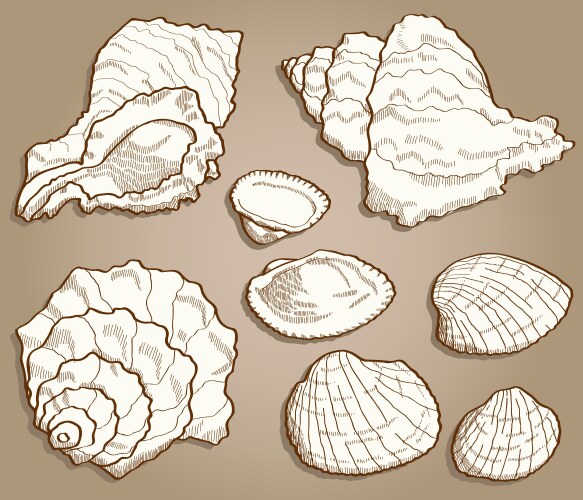 Hand drawing seashell set Royalty Free Vector Image