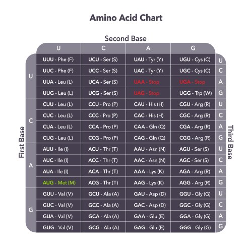 Amino Acid Codon Chart – Royalty-Free Vector | VectorStock