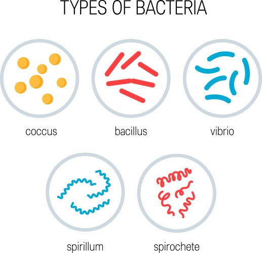 Types of bacteria Royalty Free Vector Image - VectorStock