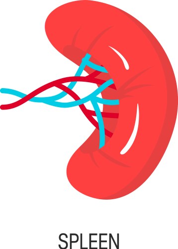 Spleen Vector Images (over 3,300)
