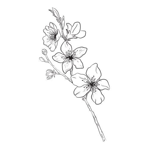 Cherry Blossom Line Drawing Vector Images (over 1,700)